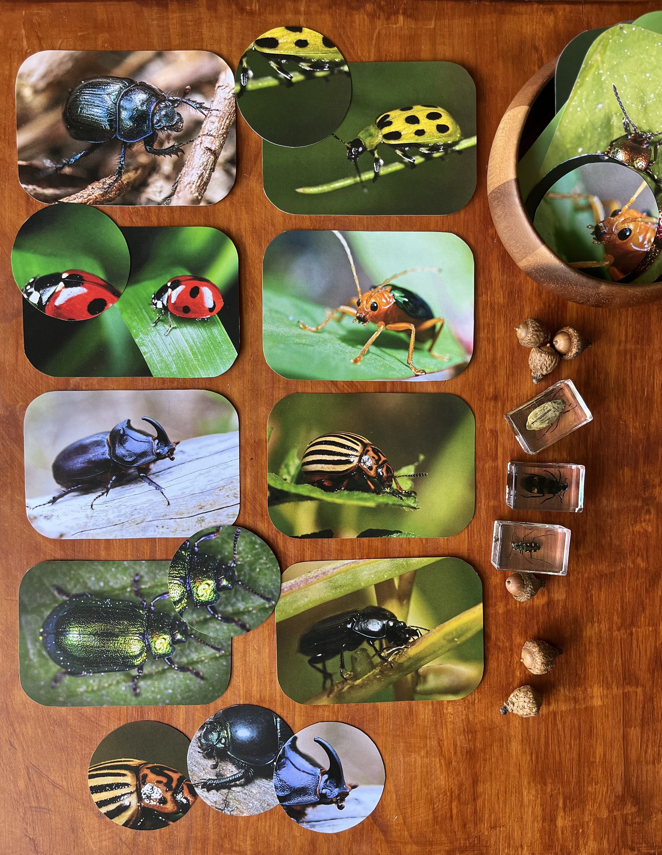 Bug Beetle Insect Matching Game Flashcards, Montessori Materials ...