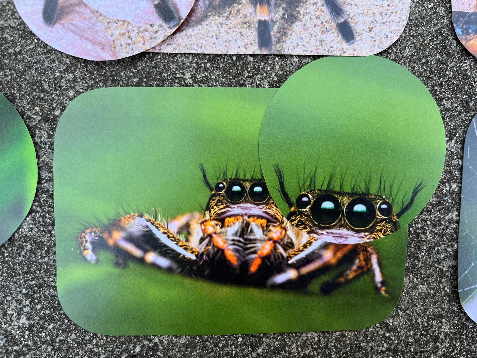 Spiders, Matching Activity, Toddler Game, Memory Game, Printable ...