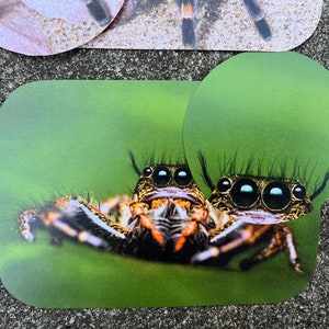 Spiders, Matching Activity, Toddler Game, Memory Game, Printable ...