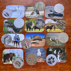 Animal Footprint Matching Game, Animal Tracks, Montessori Resource ...