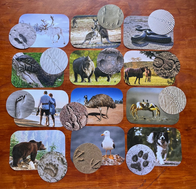 Animal Footprint Matching Game, Animal Tracks, Montessori Resource ...
