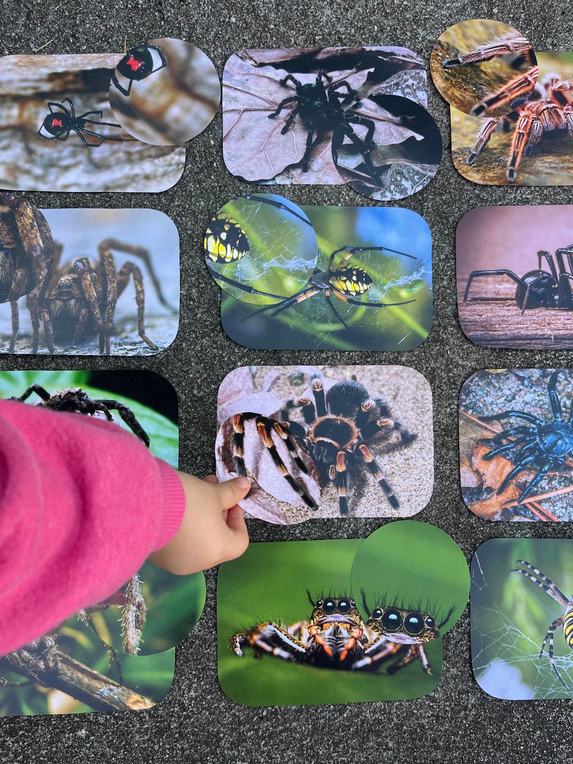 Spiders, Matching Activity, Toddler Game, Memory Game, Printable ...