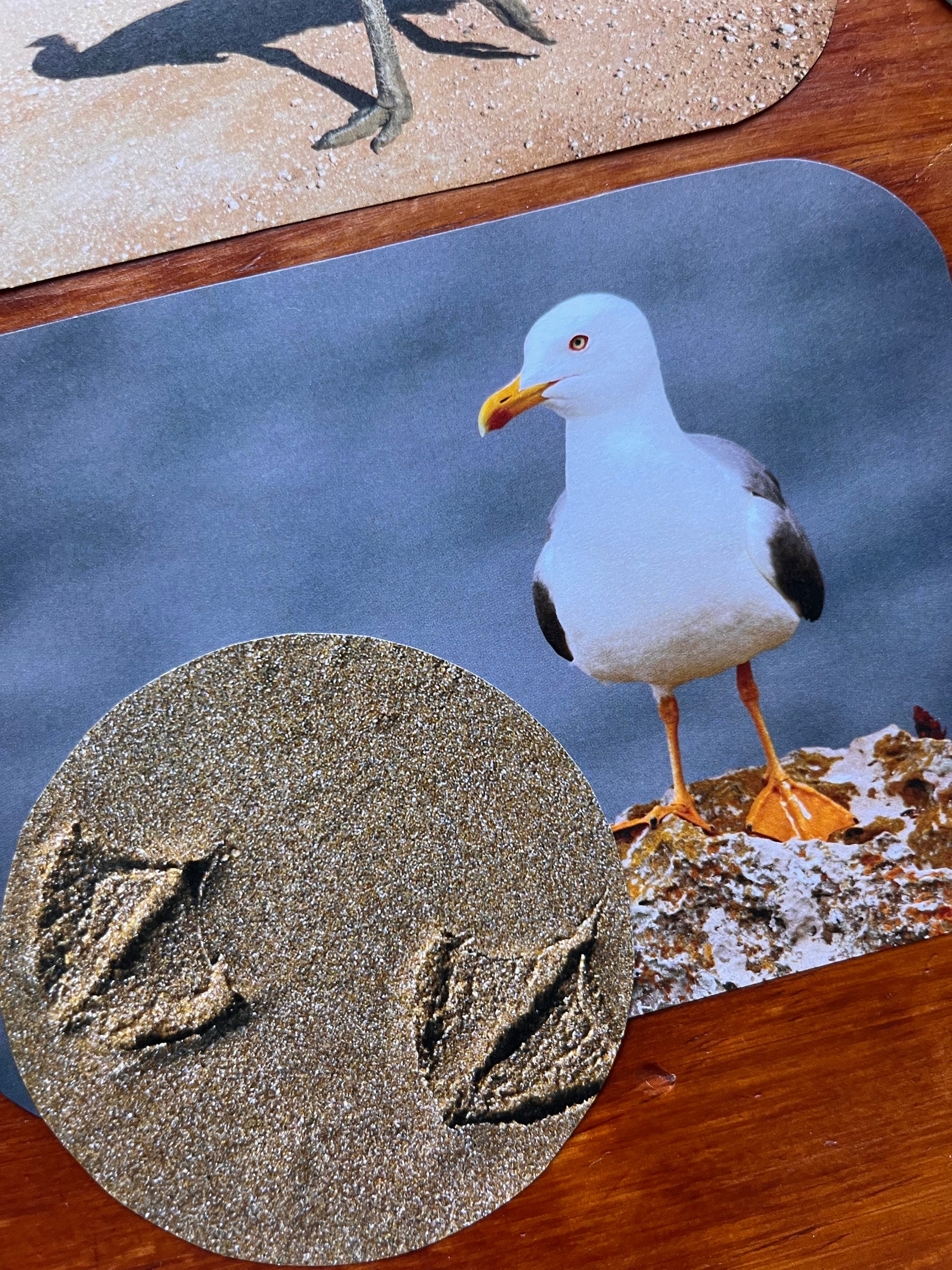 Animal Footprint Matching Game, Animal Tracks, Montessori Resource ...