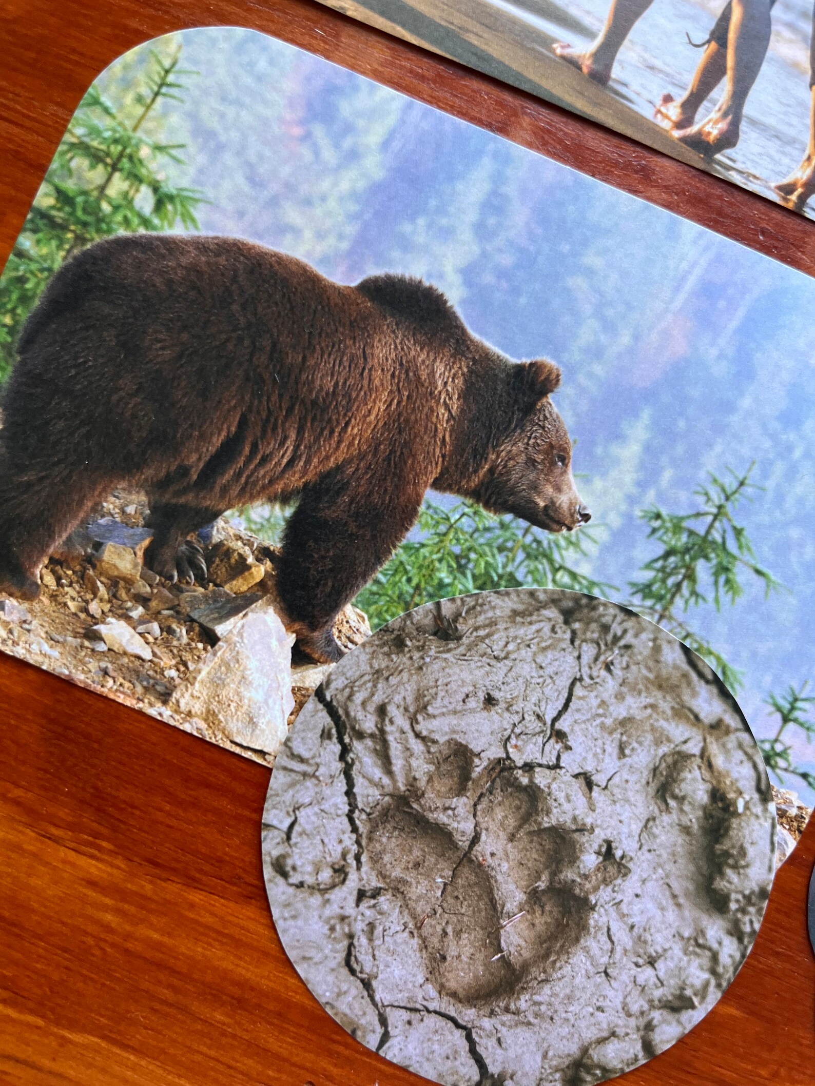 Animal Footprint Matching Game, Animal Tracks, Montessori Resource ...