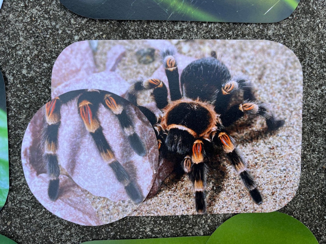 Spiders, Matching Activity, Toddler Game, Memory Game, Printable ...