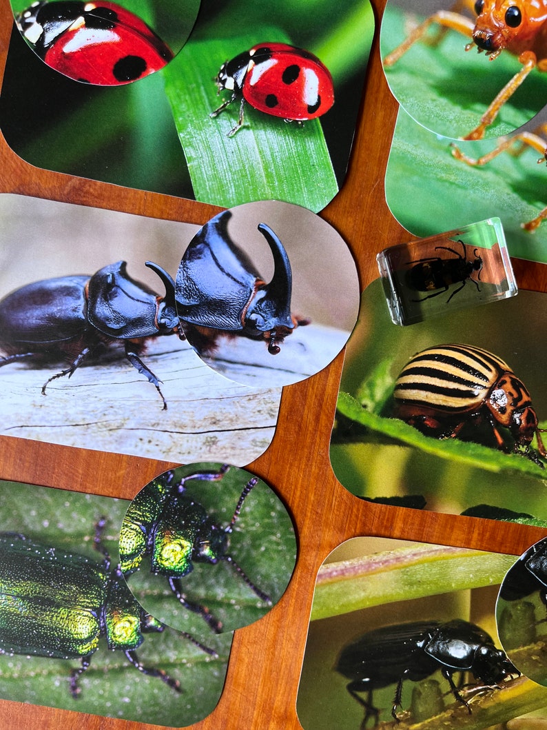 Bug Beetle Insect Matching Game Flashcards, Montessori Materials ...