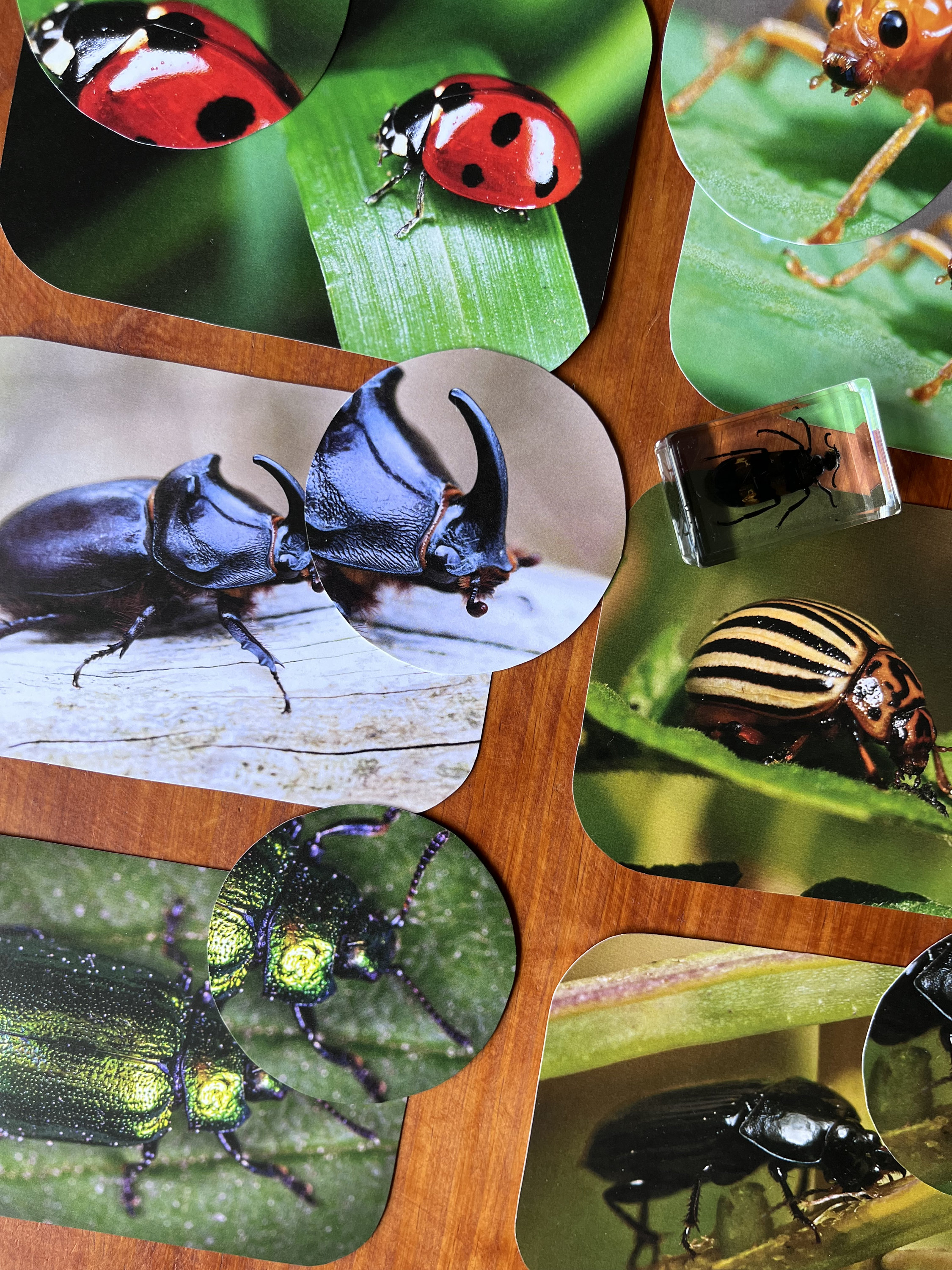 Bug Beetle Insect Matching Game Flashcards, Montessori Materials ...
