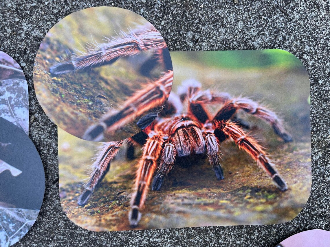 Spiders, Matching Activity, Toddler Game, Memory Game, Printable ...