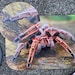 Spiders, Matching Activity, Toddler Game, Memory Game, Printable ...
