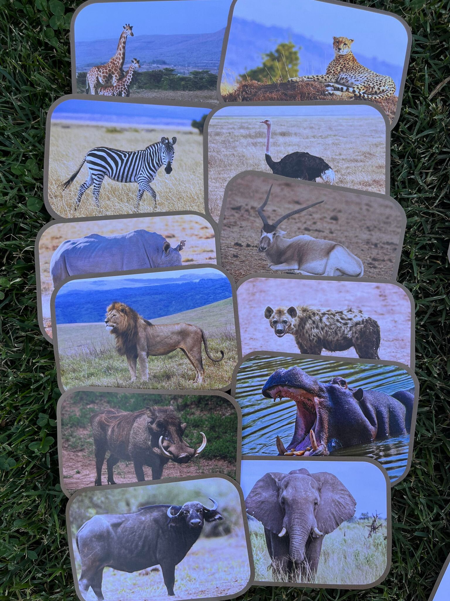Safari, Collective Nouns, Matching Activity, Memory Game, African ...