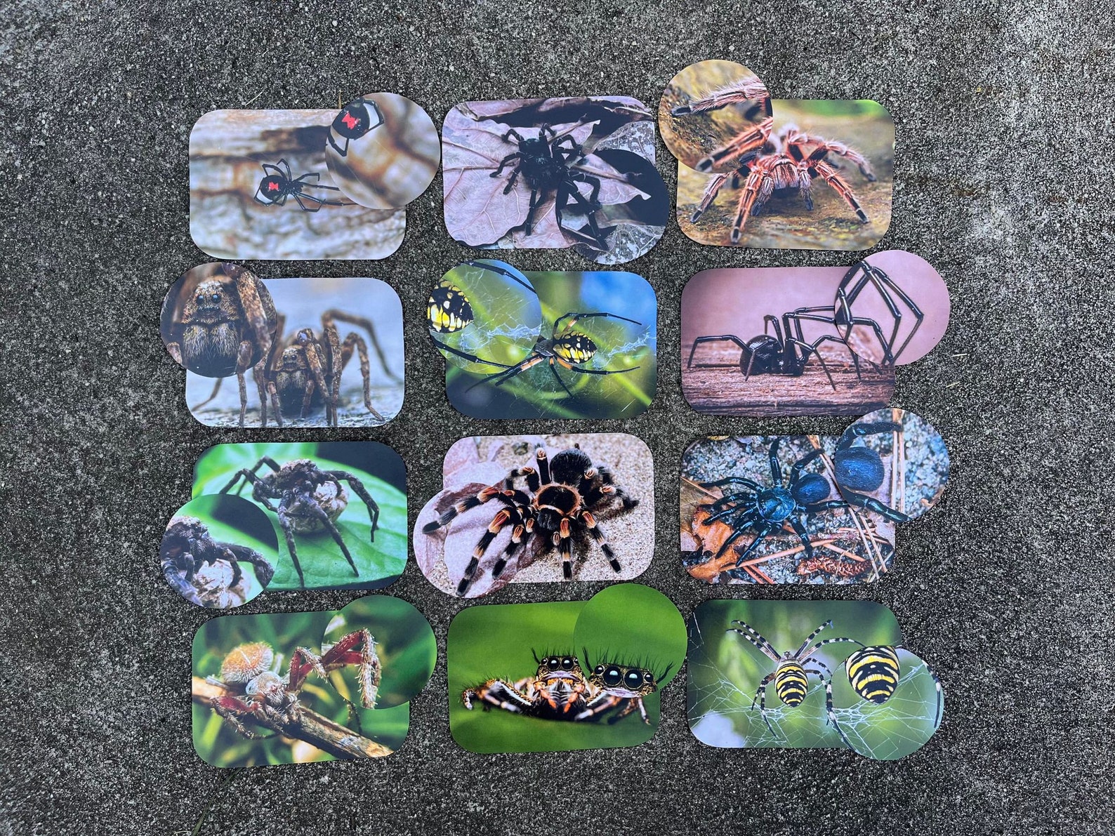 Spiders, Matching Activity, Toddler Game, Memory Game, Printable ...