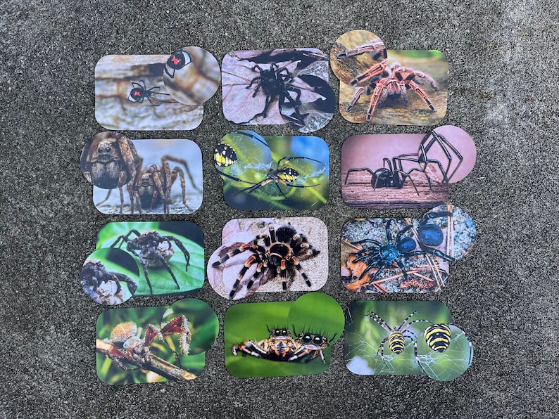 Spiders, Matching Activity, Toddler Game, Memory Game, Printable ...