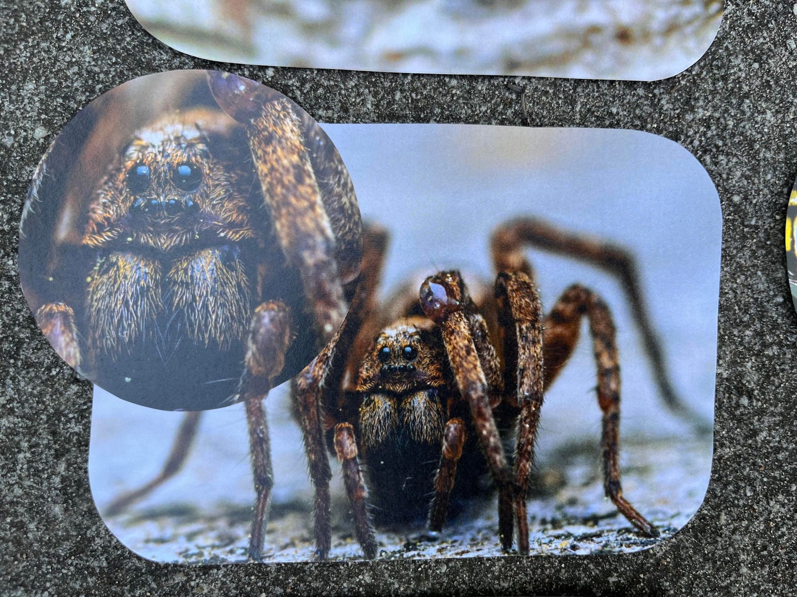 Spiders, Matching Activity, Toddler Game, Memory Game, Printable ...