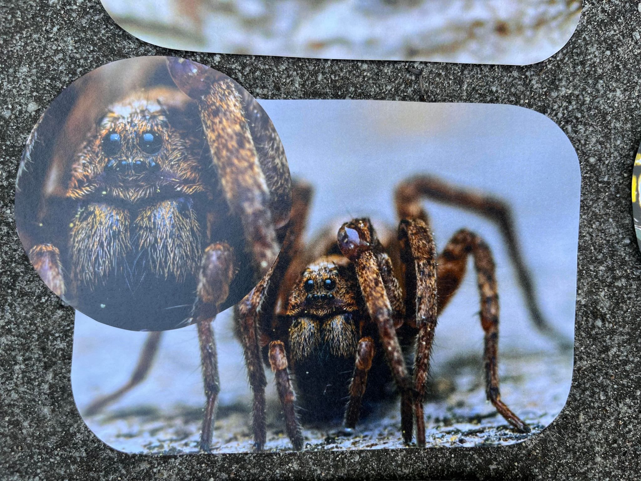 Spiders, Matching Activity, Toddler Game, Memory Game, Printable ...