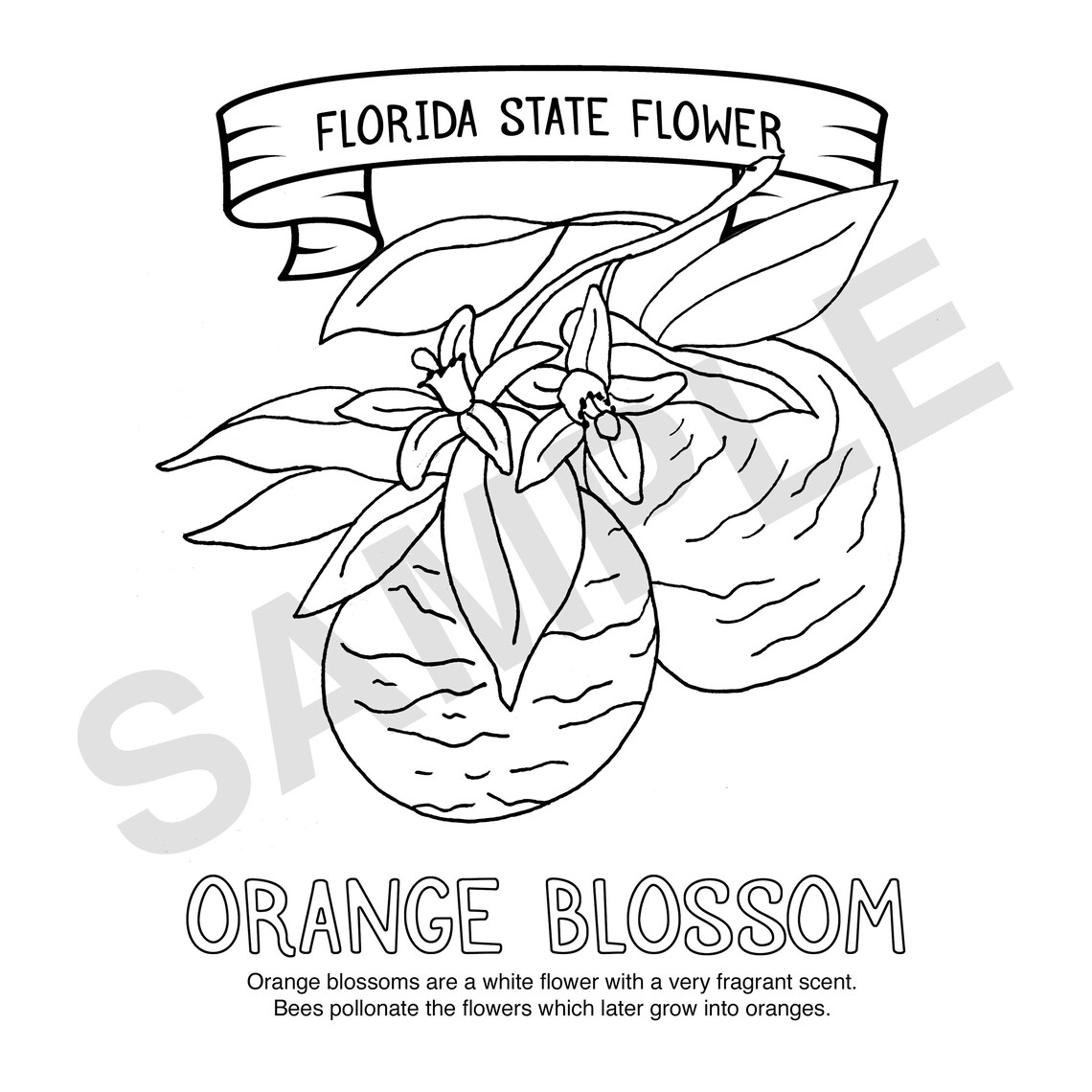 Florida State Symbols Coloring Pages | Printable Coloring USA Facts - Etsy