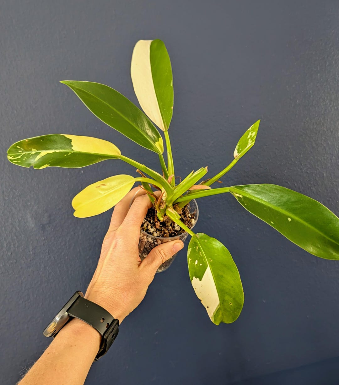 Philodendron Variegated Wend Imbe exact Plant - Etsy