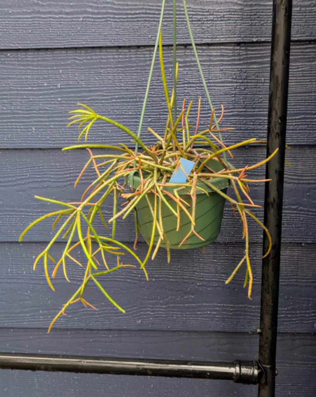 Rhipsalis Baccifera Ssp Mauritiana "ferrari" - Etsy