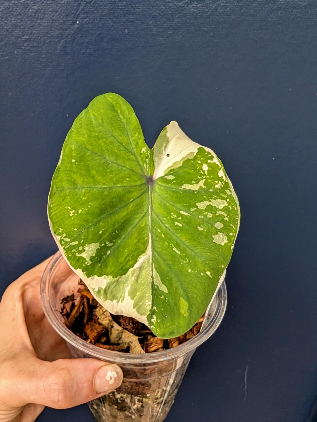 Rare Colocasia Pink Sapphire exact Plant - Etsy