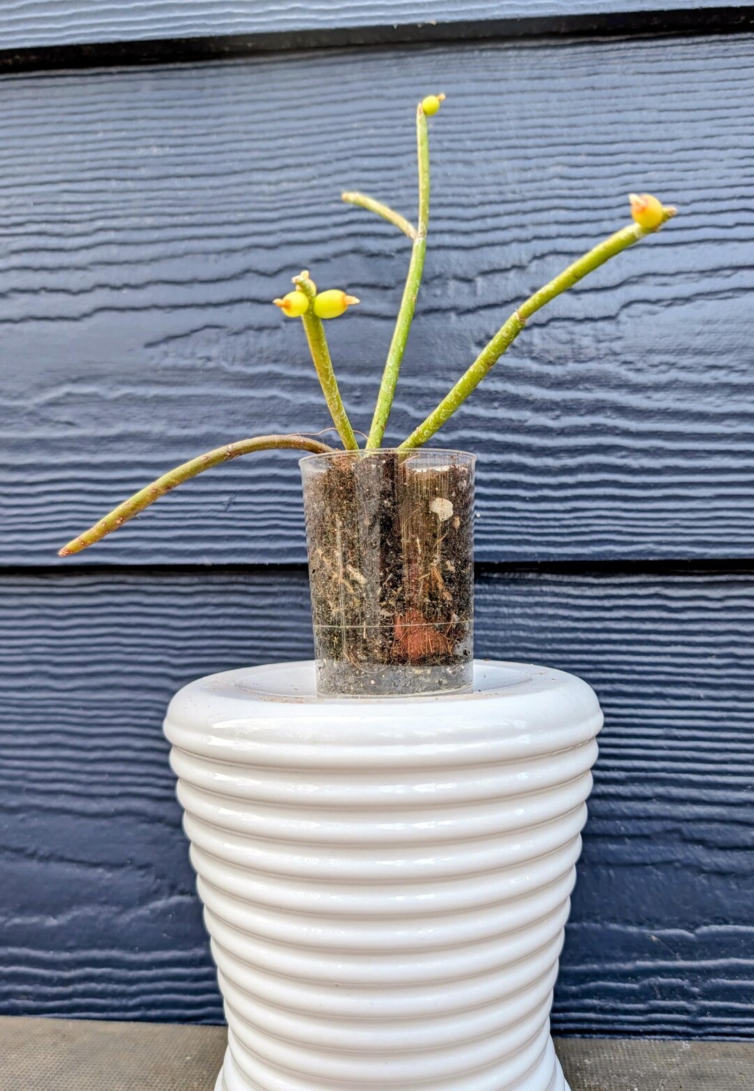 Rhipsalis Baccifera Ssp Mauritiana "ferrari" Starter - Etsy