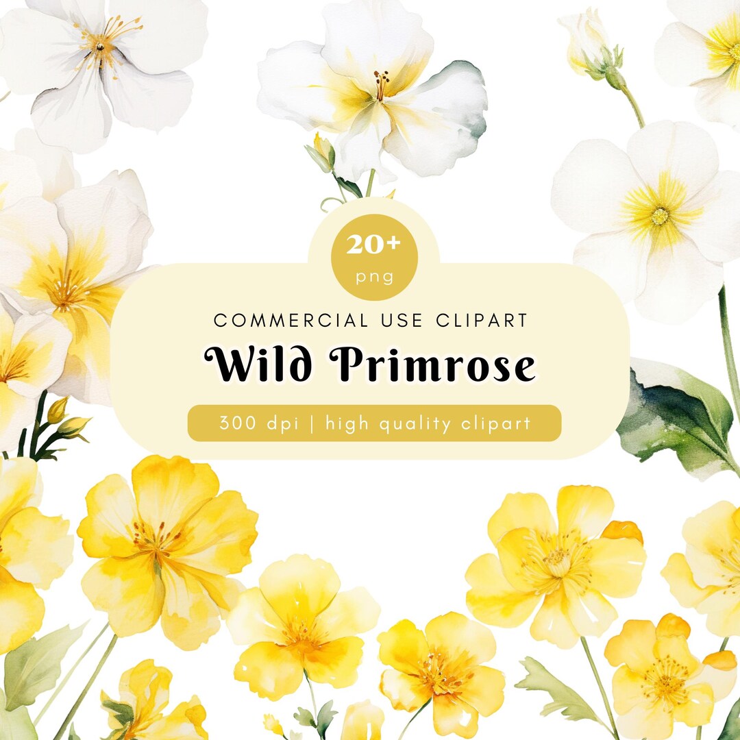 Watercolor Primrose Clipart, Wild Primrose, Yellow and White Primrose ...