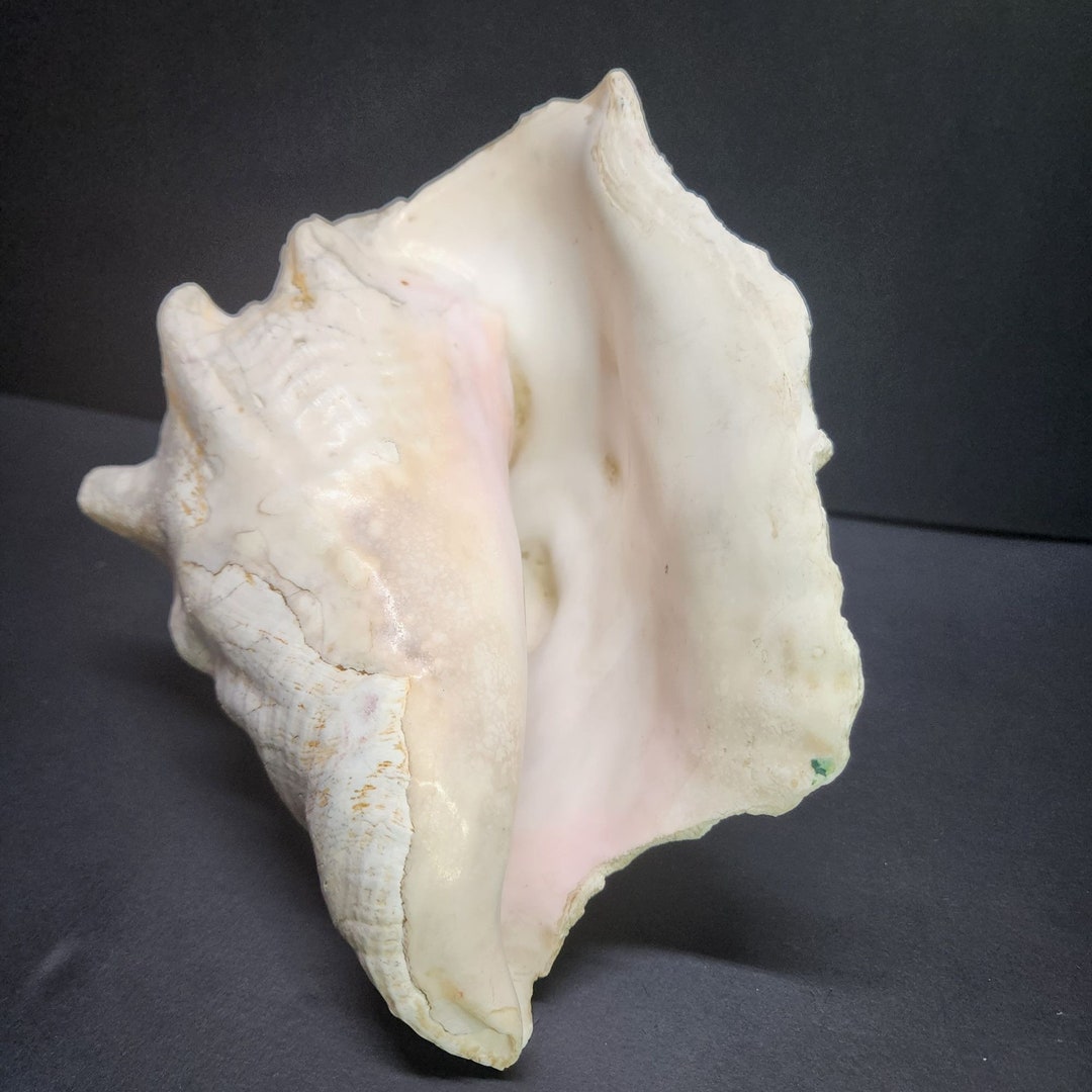 Queen Conch Shell Pink Large 7'' Decorative Seashell Nautical Display ...