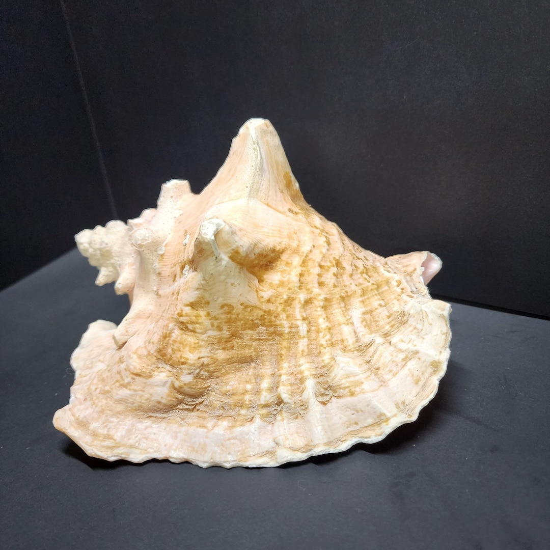 Horned King Queen Helmet Conch Shell Large 7'' Decorative - Etsy