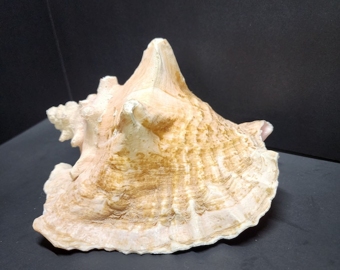 Horned King Queen Helmet Conch Shell Large 7'' Decorative - Etsy