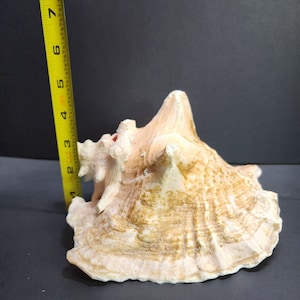 Horned King Queen Helmet Conch Shell Large 7'' Decorative - Etsy