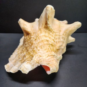 Horned King Queen Helmet Conch Shell Large 7'' Decorative - Etsy