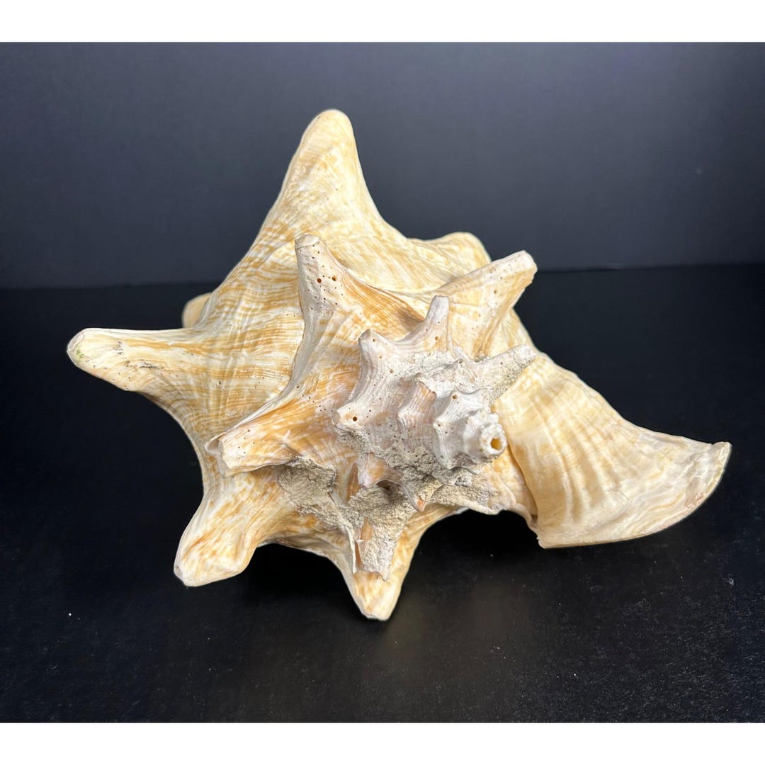 Natural Queen Conch Sea Shell 10x8 Large - Souvenir of Pensacola Beach ...