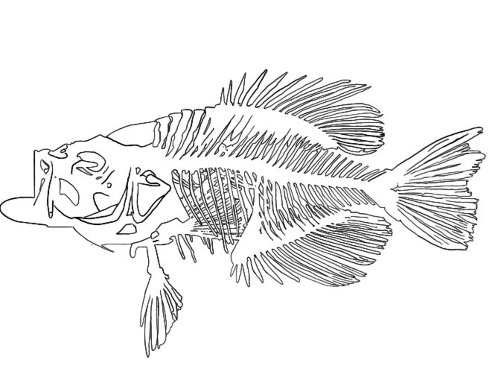 Black Crappie Skeleton - Etsy