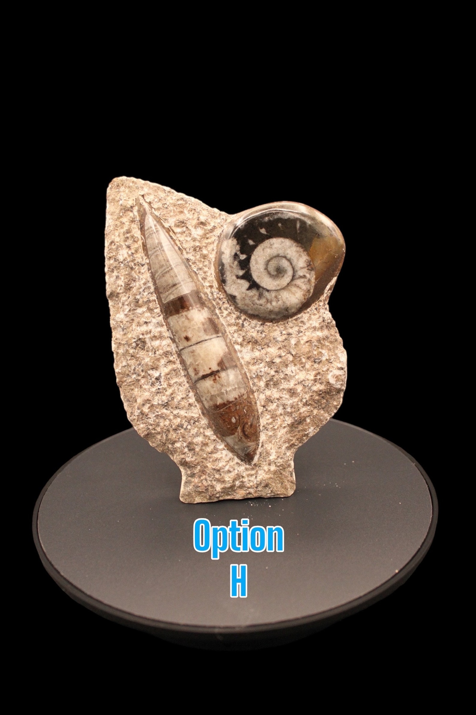 Ammonite and Orthoceras Fossils | Dinosaur Fossils | Animal Fossils | - Etsy