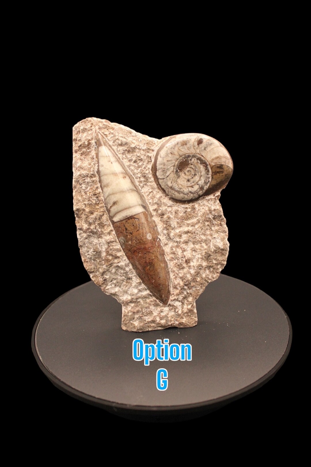 Ammonite and Orthoceras Fossils | Dinosaur Fossils | Animal Fossils | - Etsy