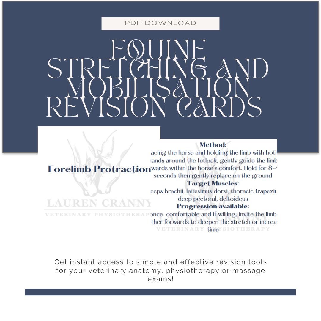 Veterinary Physiotherapy Stretches and Mobilisations Revision Cards for ...
