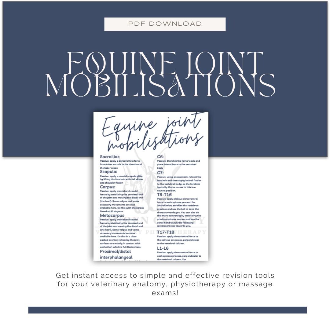 Veterinary Physiotherapy Massage Revision Cheatsheet for Equines ...