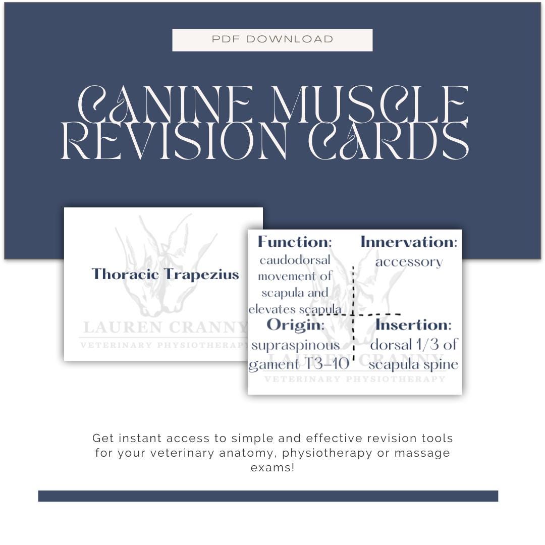 Veterinary Physiotherapy Massage Revision Cards for Canines- Muscular ...