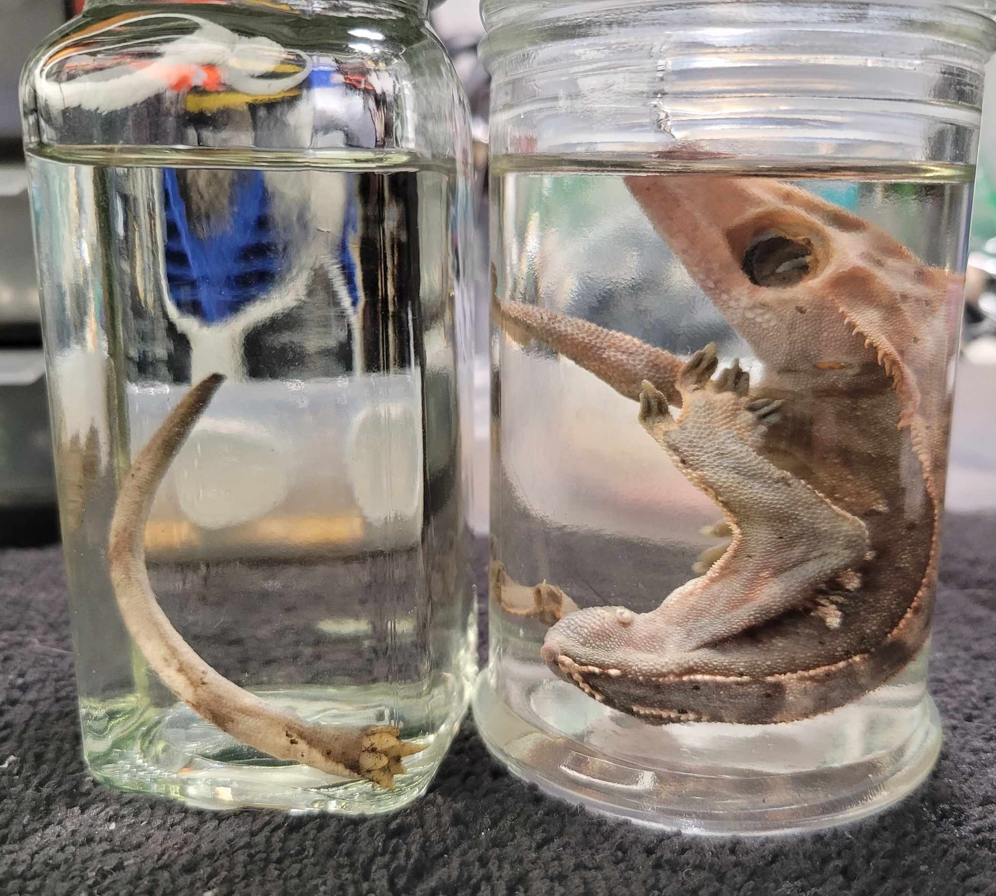 Crested Gecko Wet Specimen with Dropped Tail - Etsy Canada
