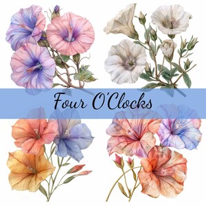 Four O'clock Flowers Clipart Bundle, 16 High-quality JPG, Craft Art ...