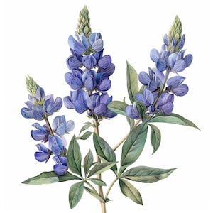 False Indigo Purple Blue Flower Clipart Bundle, 16 High-quality JPG ...