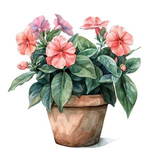 16 Impatients Flowers in Pots Clipart Bundle, 16 High-quality JPG ...