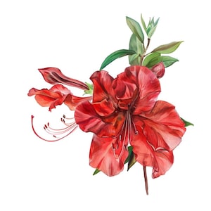 Azalea Flower Mix Clipart Bundle, 15 High-quality JPG, Craft Art, Card ...
