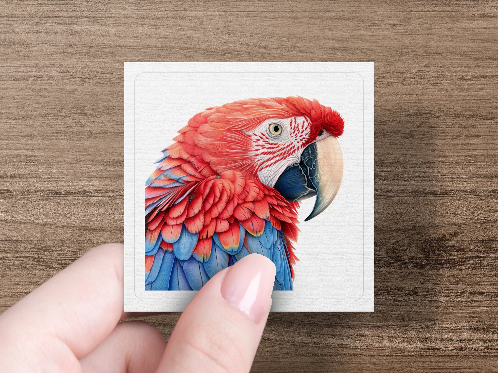 Beautiful Macaw Clipart Bundle, 16 High-quality JPG, Craft Art, Card ...