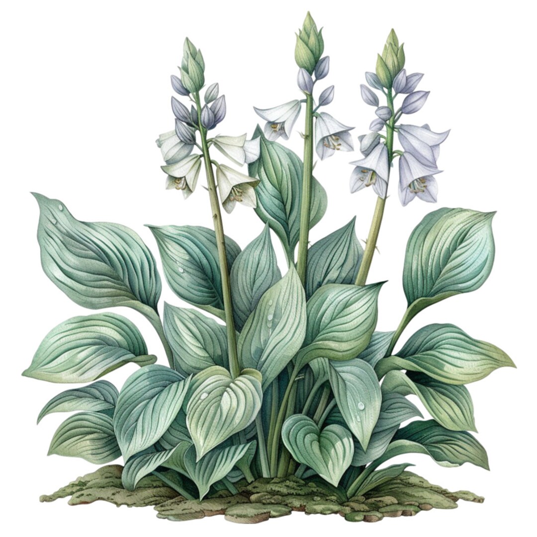 Hosta Plants W Flowers Clipart Bundle, 16 High-quality JPG, Craft Art ...
