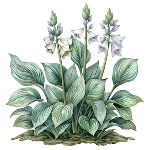 16 Hosta Plants W Flowers Clipart Bundle, 16 High-quality JPG, Craft ...