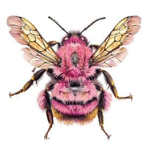 16 Bee Pink Gold and Fuzzy Clipart Bundle, 16 High-quality JPG, Craft ...
