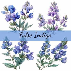 False Indigo Purple Blue Flower Clipart Bundle, 16 High-quality JPG ...