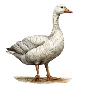 Pretty Goose Clipart Bundle, 15 High-quality JPG, Craft Art, Card ...