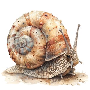 Cute Snail Clipart Bundle, 16 High-quality JPG, Craft Art, Card Making ...
