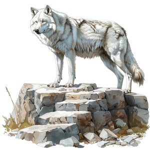 Arctic Wolf White Wolf Clipart Bundle, 15 High-quality JPG, Craft Art ...