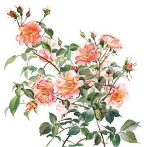 16 Climbing Rose Flower Mix Clipart Bundle, 16 High-quality JPG, Craft ...